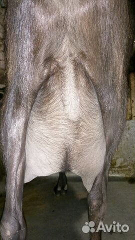 Продажа коз