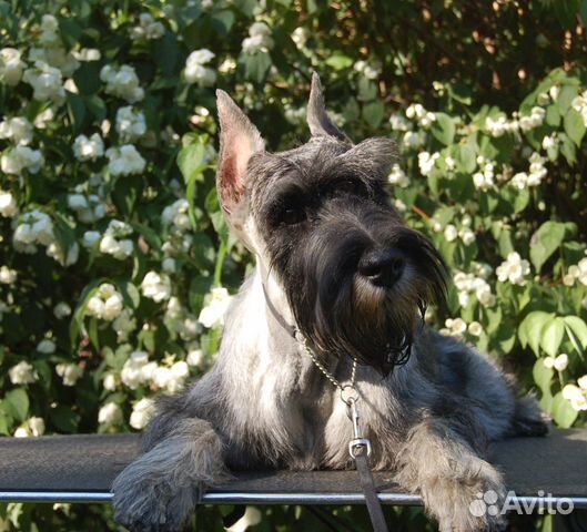 Щенок Миттельшнауцер(Снят с резерва)