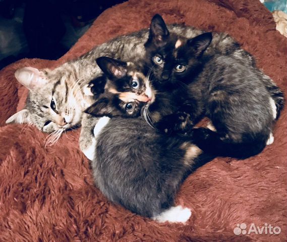 Отдам маленьких тигрят в хорошие руки