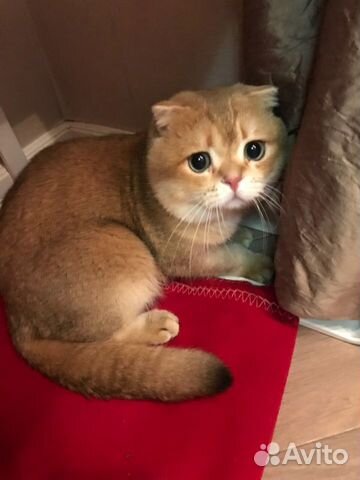 Продам пару котов кошка Фрея и кот Космос с родосл