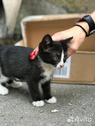 Маленькие озорные котята