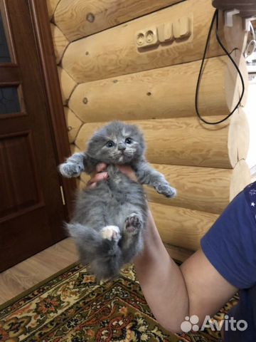 Британские котята