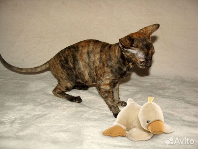 Мур-мяу сама ласковость и нежность