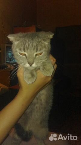 Шотландская вислоухая кошка