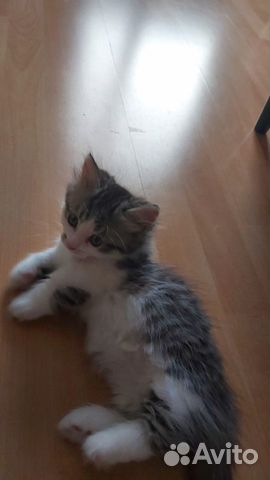 Котята манчкин стандарт и не стандарт