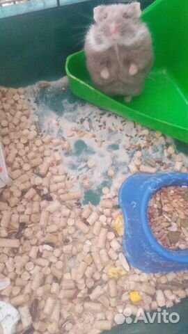 Хомяк Кемпбелла