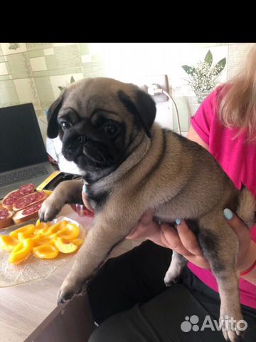 Очаровательные мопсики