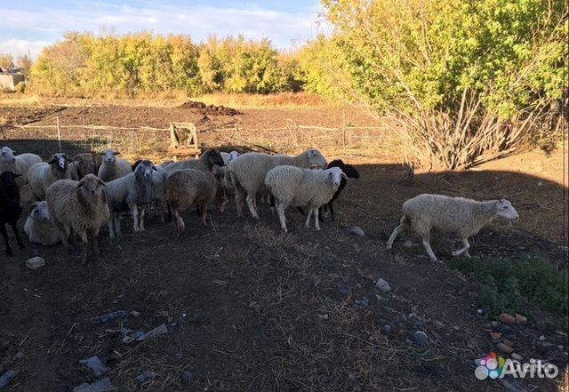 Продам овечек