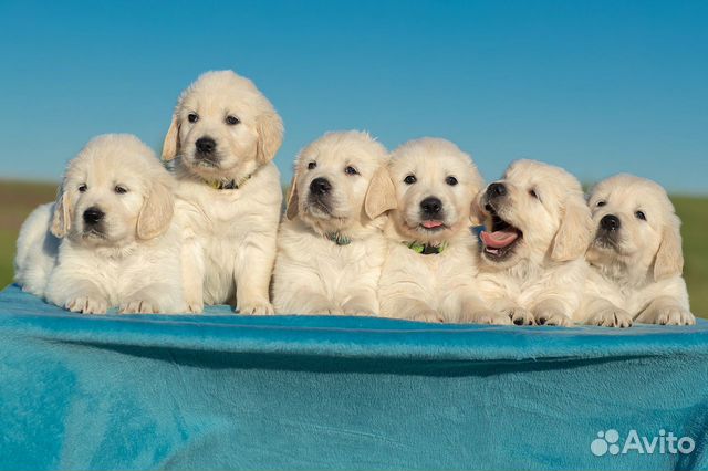 Отличные здоровые щенки золотистого ретривера