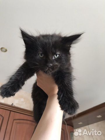 Мейн-кун чёрный пантер с маленьким белым пятнышком