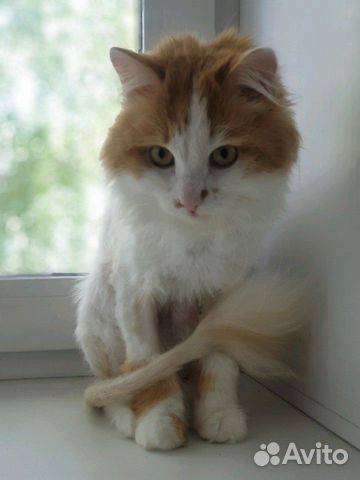 Лео - котька добряк и ласкуша ищет дом