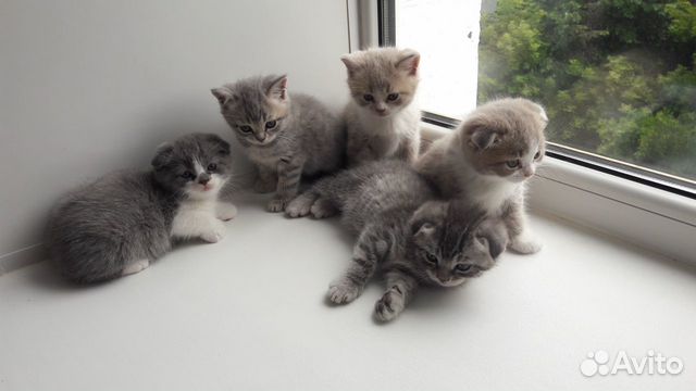 Котята британцы вислоухие