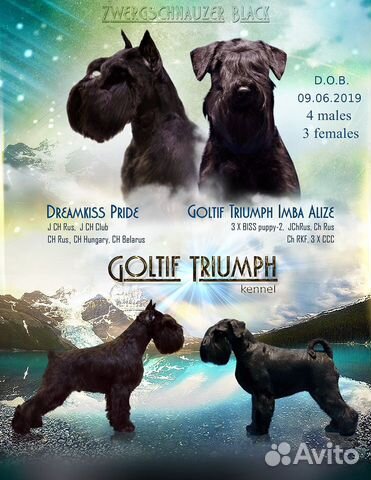 Щенки цвергшнауцера чёрного окраса