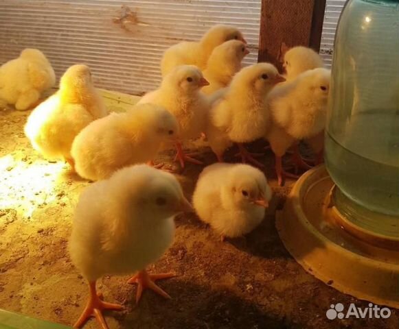 Цыпленок бройлер росс 308