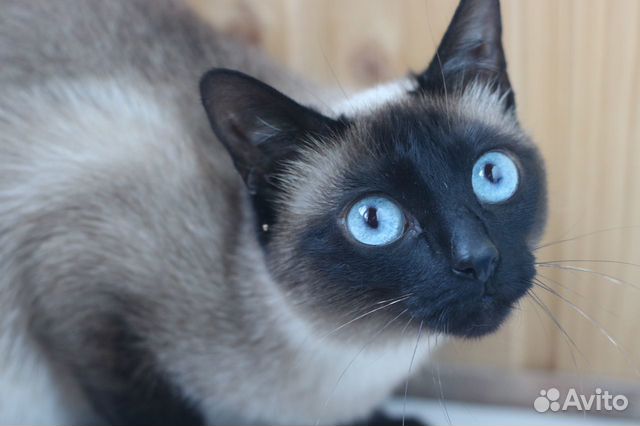 Ищет дом необычайная красавица