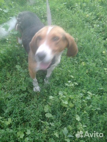 Щенки эстонской гончей