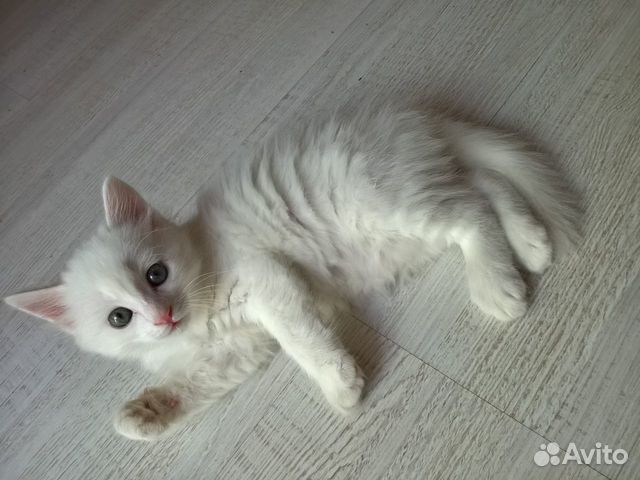 Белоснежные разноглазые котята Турецкой ангоры