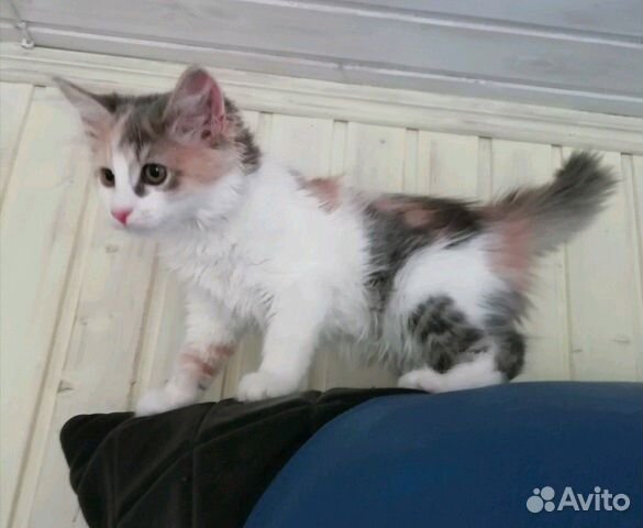 Нежная малышка в добрые руки. Привезу