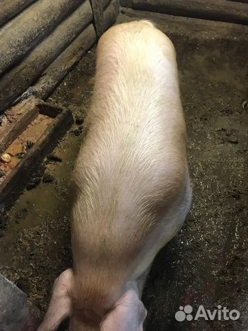 Свинья,боров