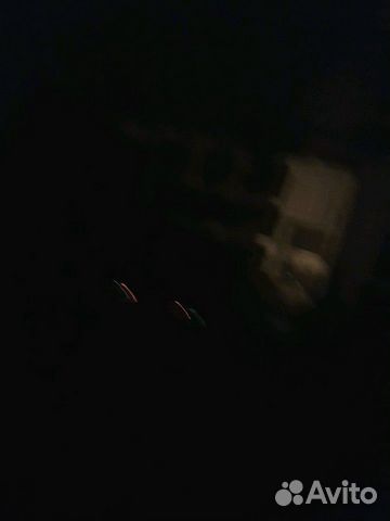 Енот-полоскун