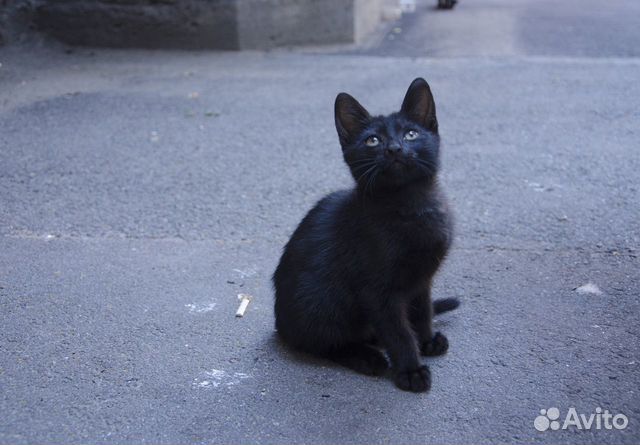 Котята ищут дом