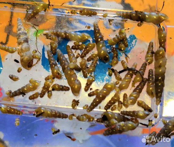 Колония улиток суббулина октона