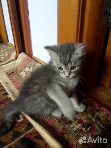 Кошечка-крошечка