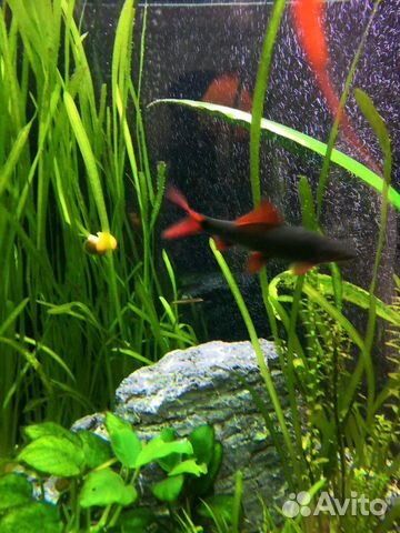 Лабео (зелёный)