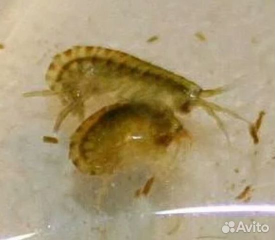 Гаммарус тропический в аквариум