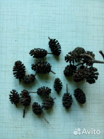 Шишки ольхи