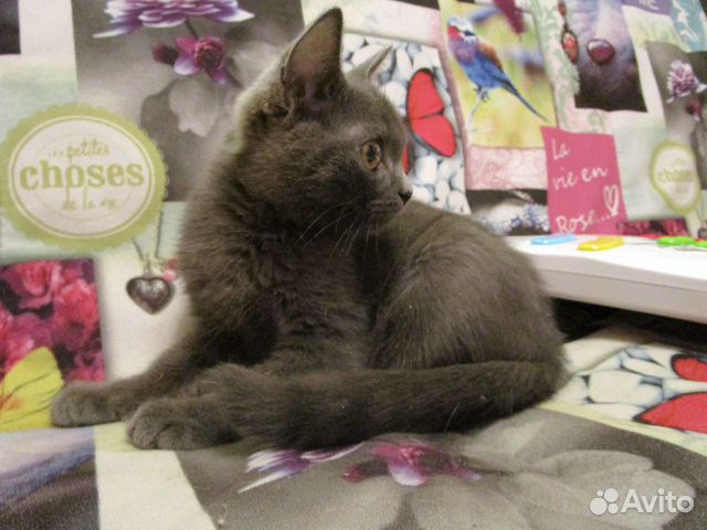 Отдам в самые добрые руки чудесного котёнка (кот)