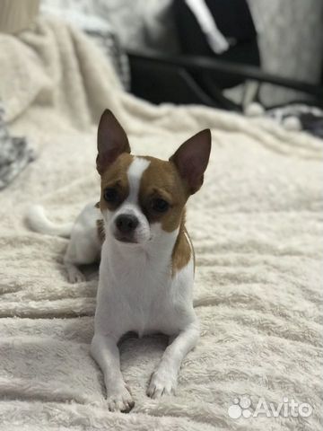 Ищем даму сердца Чихуахуа