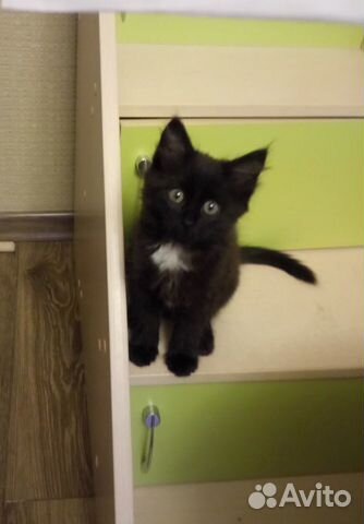 Котодети