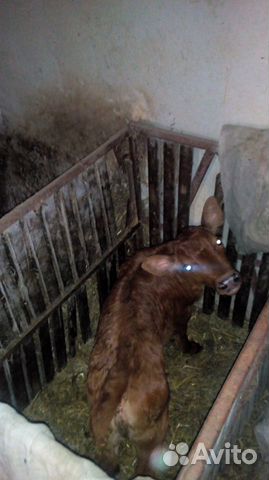 Продаю молодую телочку