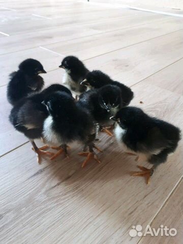 Цыплята маран ч/м и инкубационное яйцо