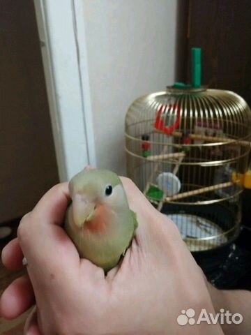 Неразлучник самочка