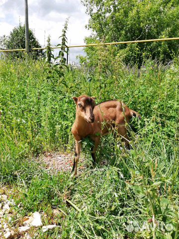 Козлята Ламанча. Случка