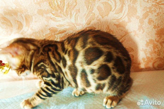 Веселые озорники (бенгалята)