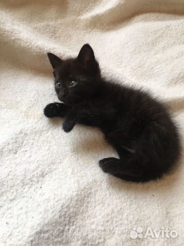Котёнок