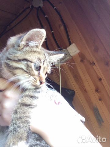 Котёнок девочка