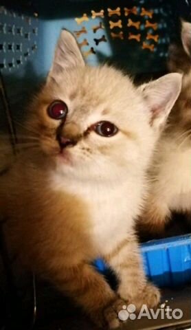 Котенок 2 месяцев ищет дом
