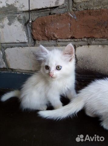 Милые и добрые котята, отдадим в добрые руки, куша