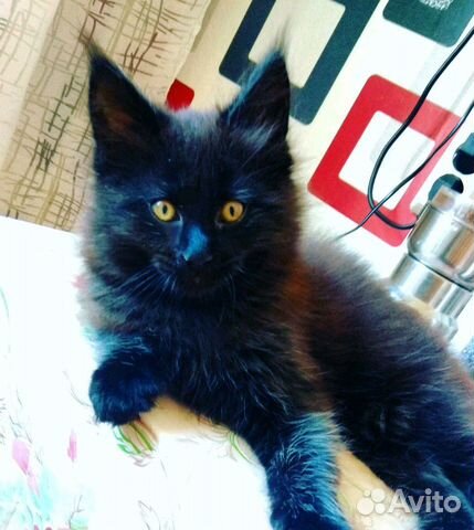 Мейнкун котенок (мальчик)
