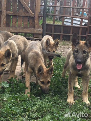 Щенки Волкособы