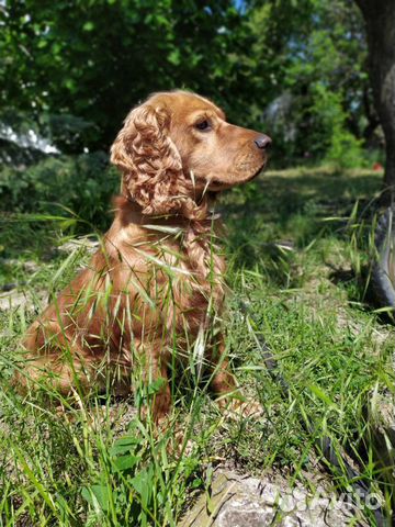 Бронь щенков английского спринг спаниеля