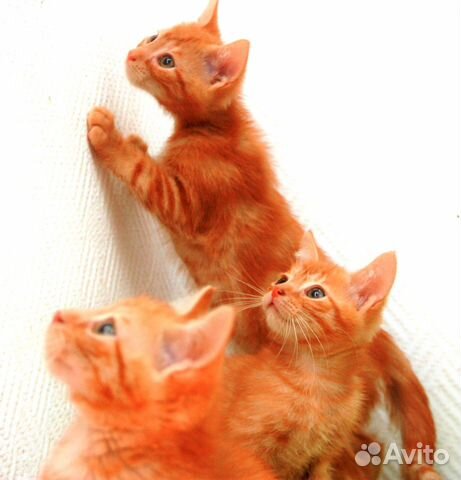 Котята