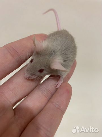 Отдам мышей