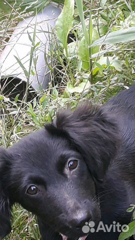 Пропал щенок