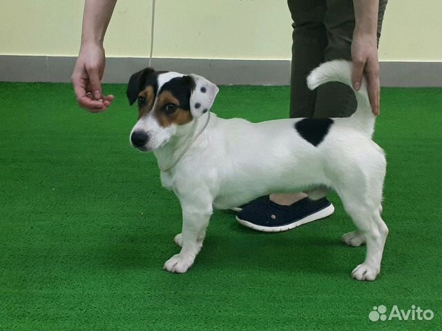 Джек Рассел терьер вязка