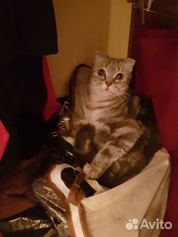 Шотландская веслоухая кошка